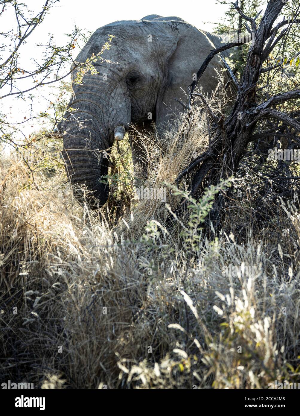 Thick bush hi-res stock photography and images - Alamy