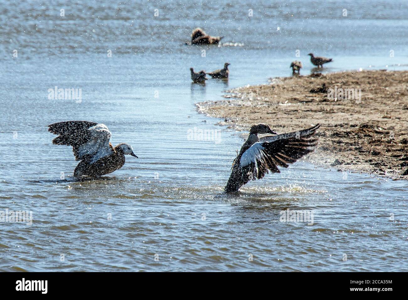 Egyptian geese at an Etosha waterhole Stock Photo - Alamy