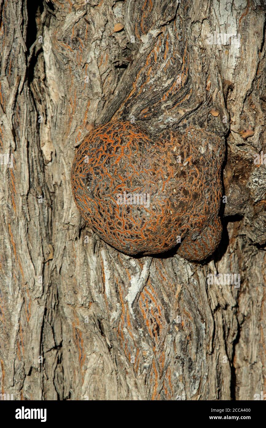 Burl on tree in Etosha Stock Photo - Alamy
