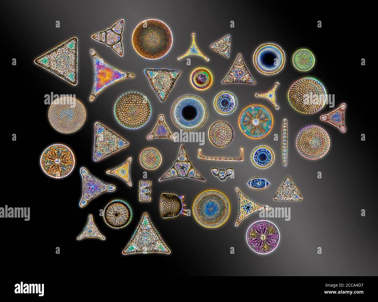 Fossil diatoms photomicrograph hi-res stock photography and images - Alamy