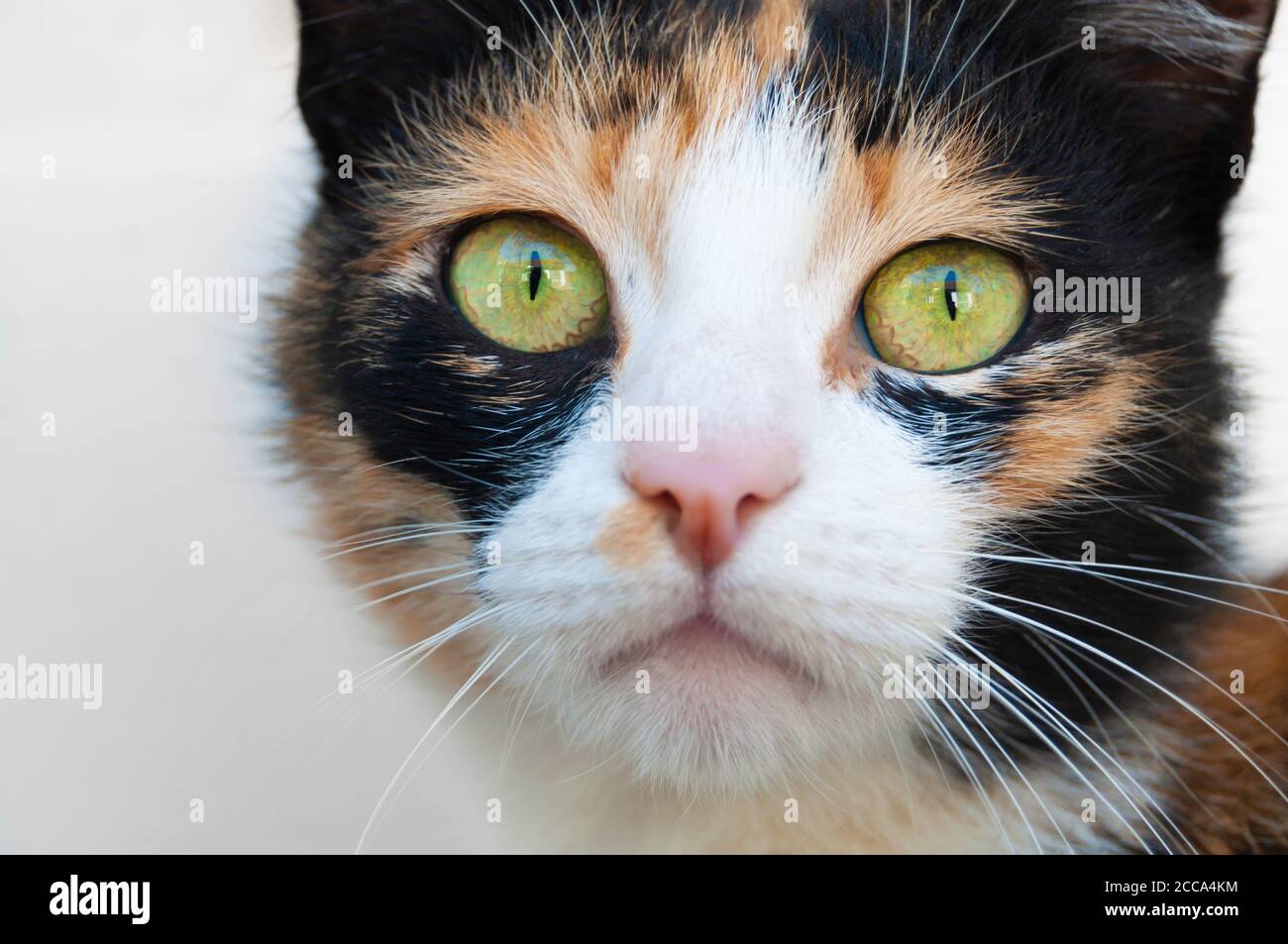 Three colors cat close portrait with glass eyes looking forward Stock ...