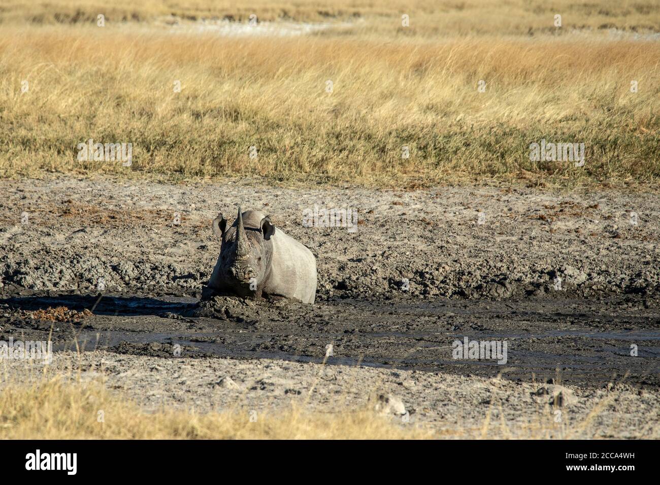 Black rhino enjoying a mud wallow on the the Estosha savannah Stock ...