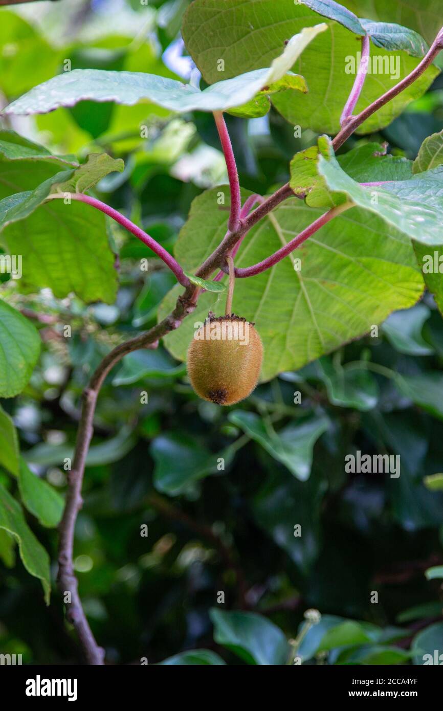 Kiwi Fruit Tree Flower