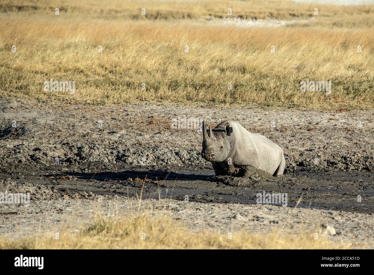 Black rhino enjoying a mud wallow on the the Estosha savannah Stock ...