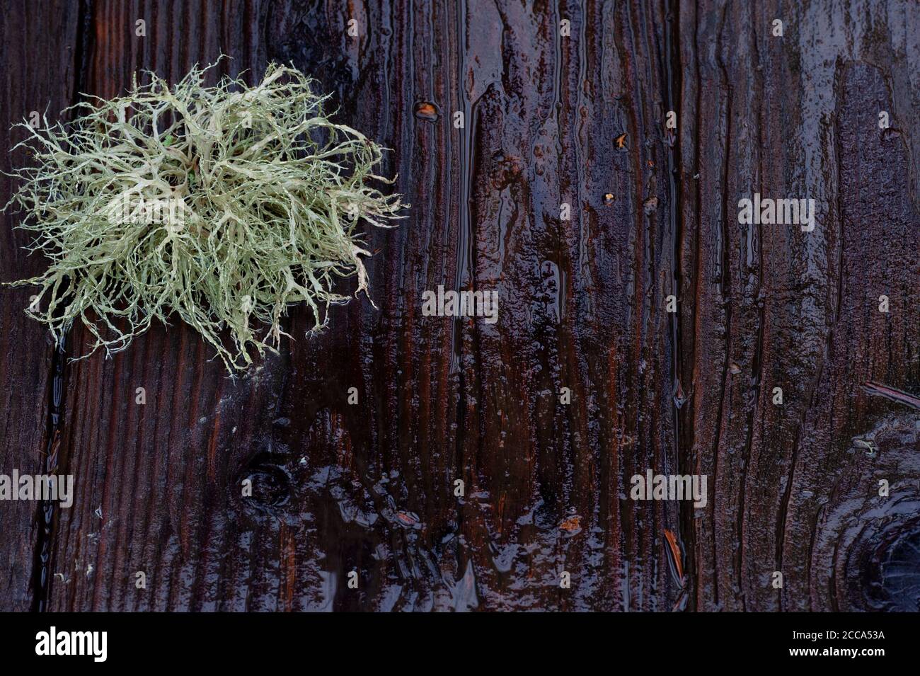Moss like hi-res stock photography and images - Alamy