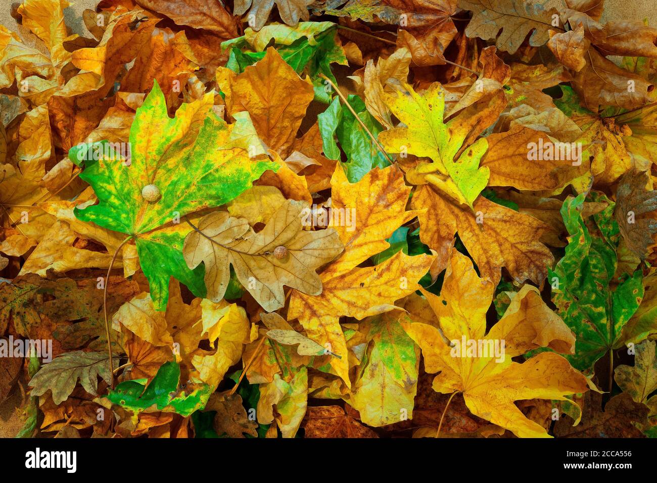 Mixed color leaves hi-res stock photography and images - Alamy