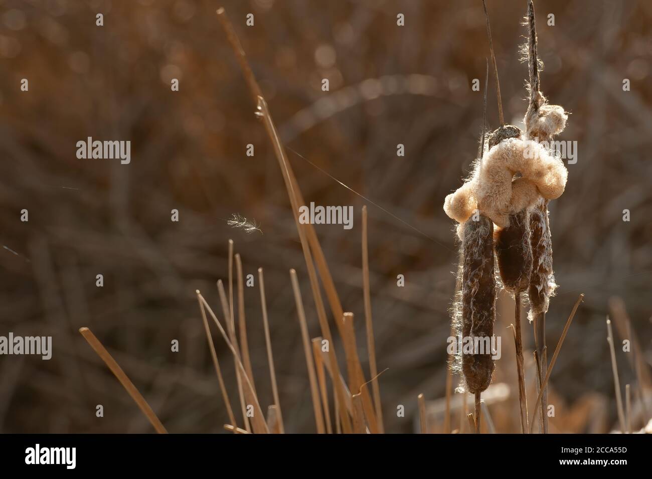 Dead Cattails High Resolution Stock Photography and Images - Alamy
