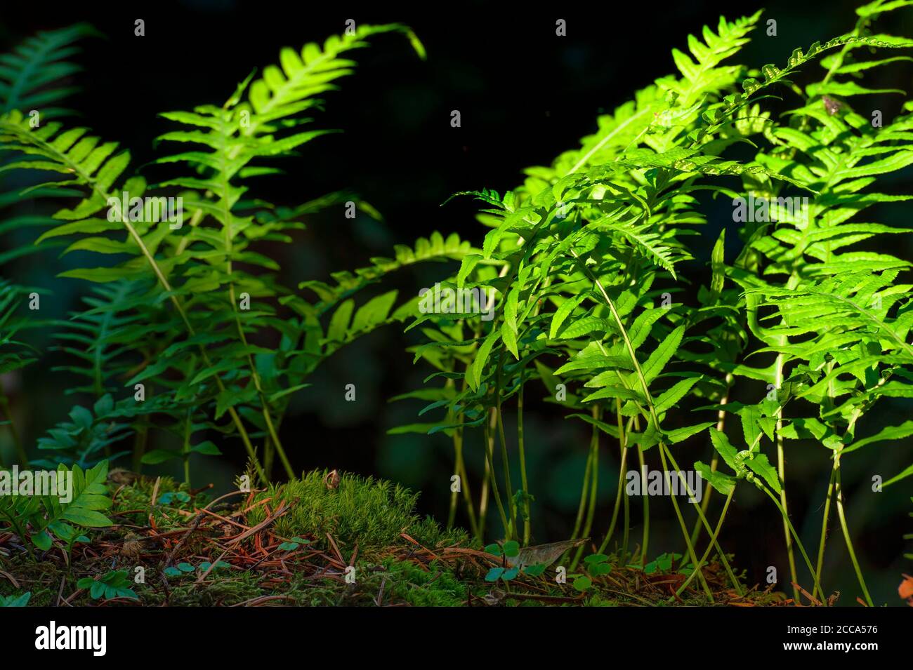Sunlight filtered from the forest trees light the ferns growing on the ...