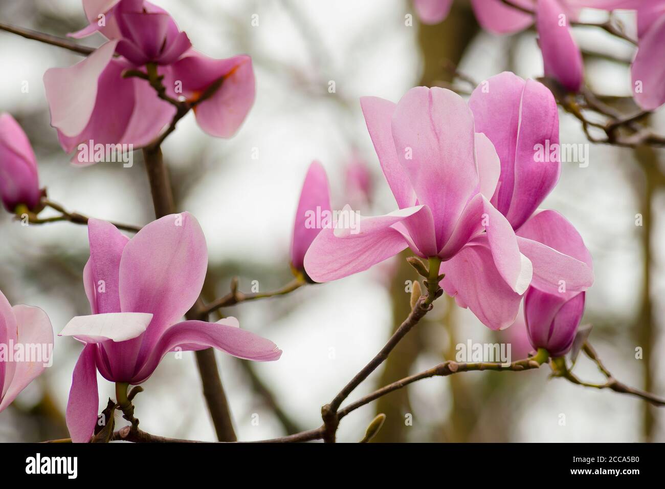 Close up of a blooming pink magnolia tree Stock Photo - Alamy
