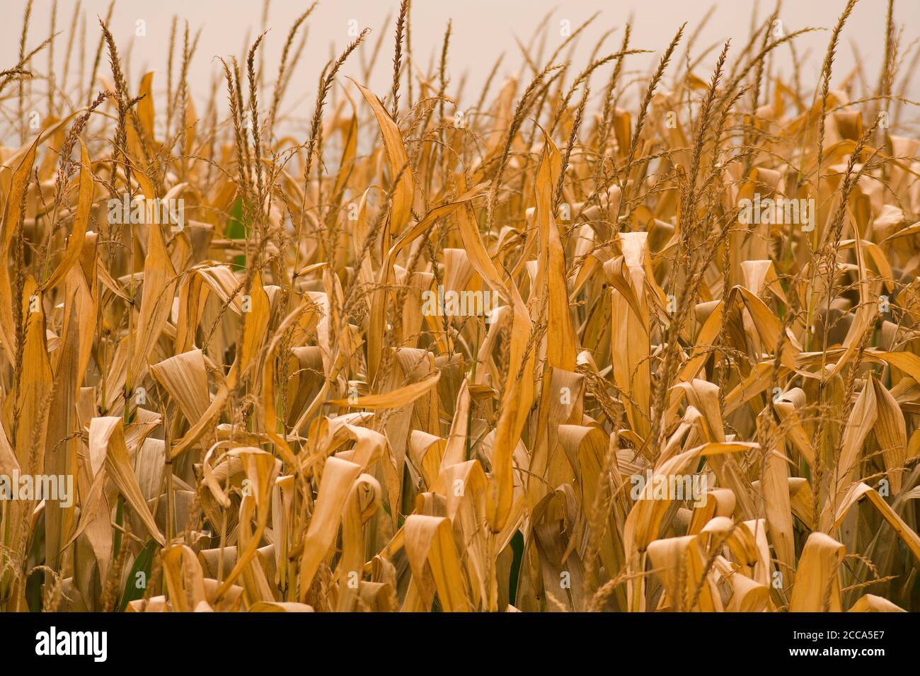 Fall background corn field hi-res stock photography and images - Alamy