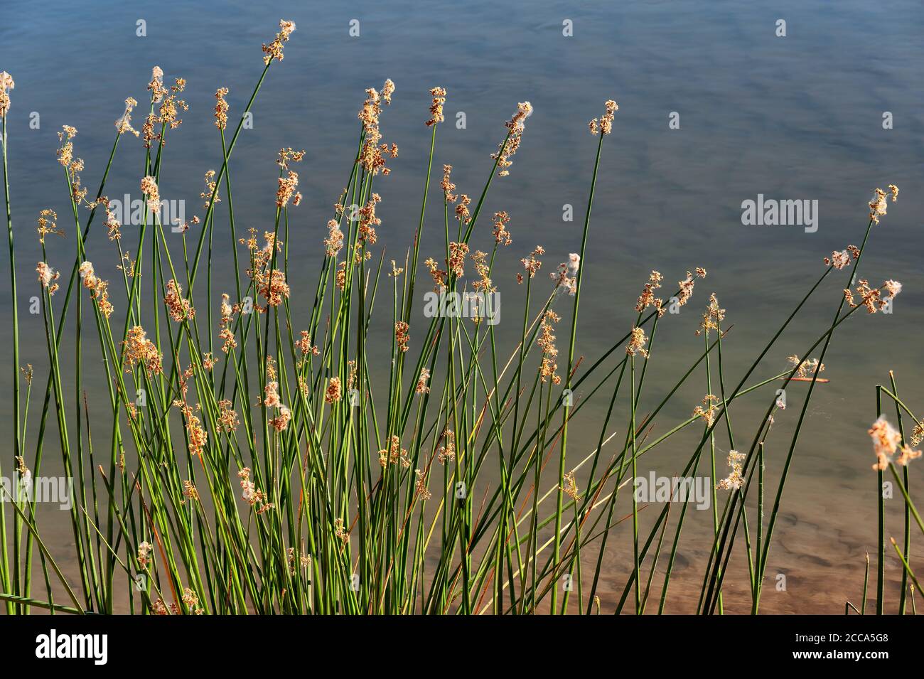 Reed stems on river bank hi-res stock photography and images - Alamy