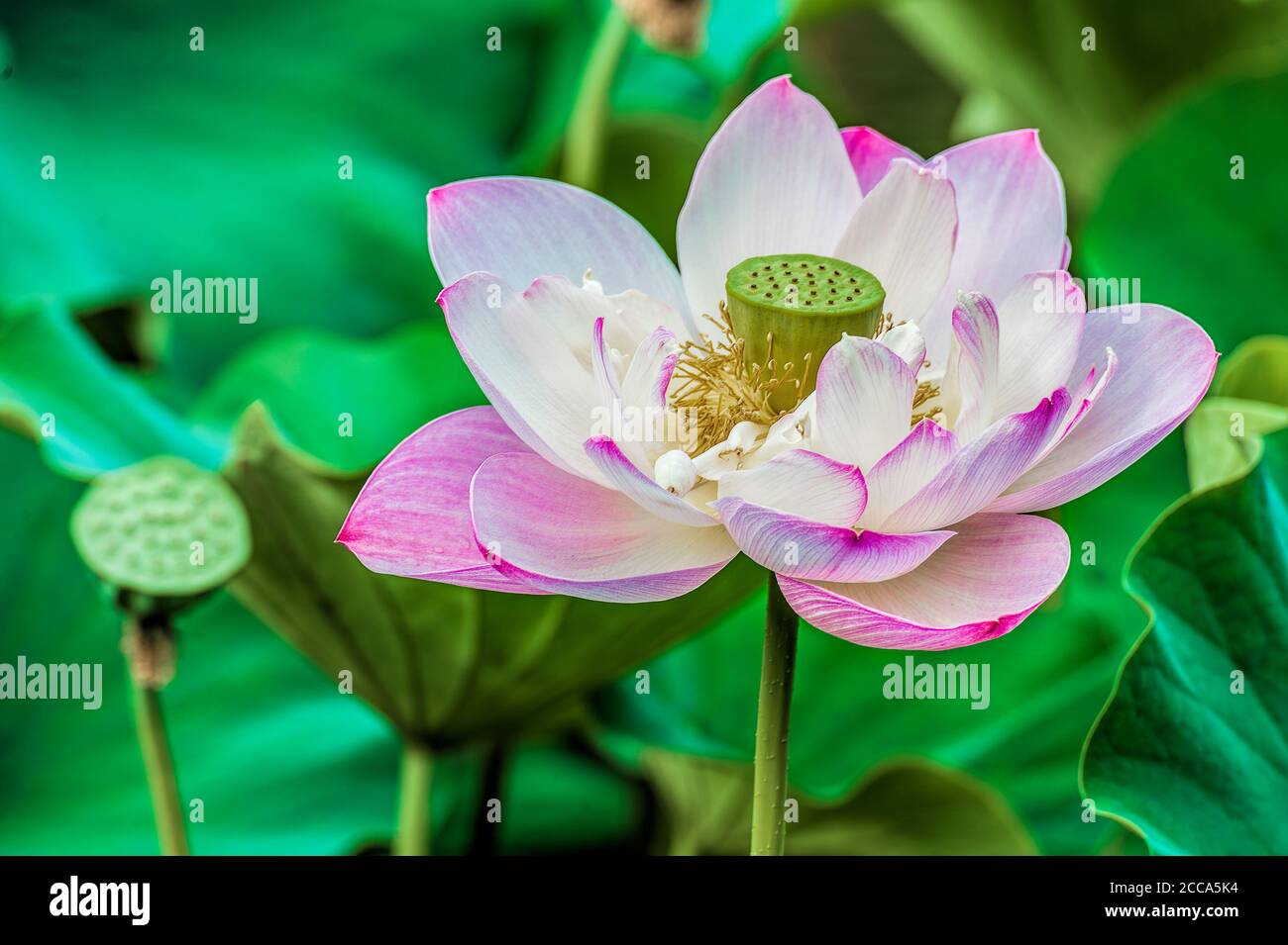 Lotus leaves full water hi-res stock photography and images - Alamy