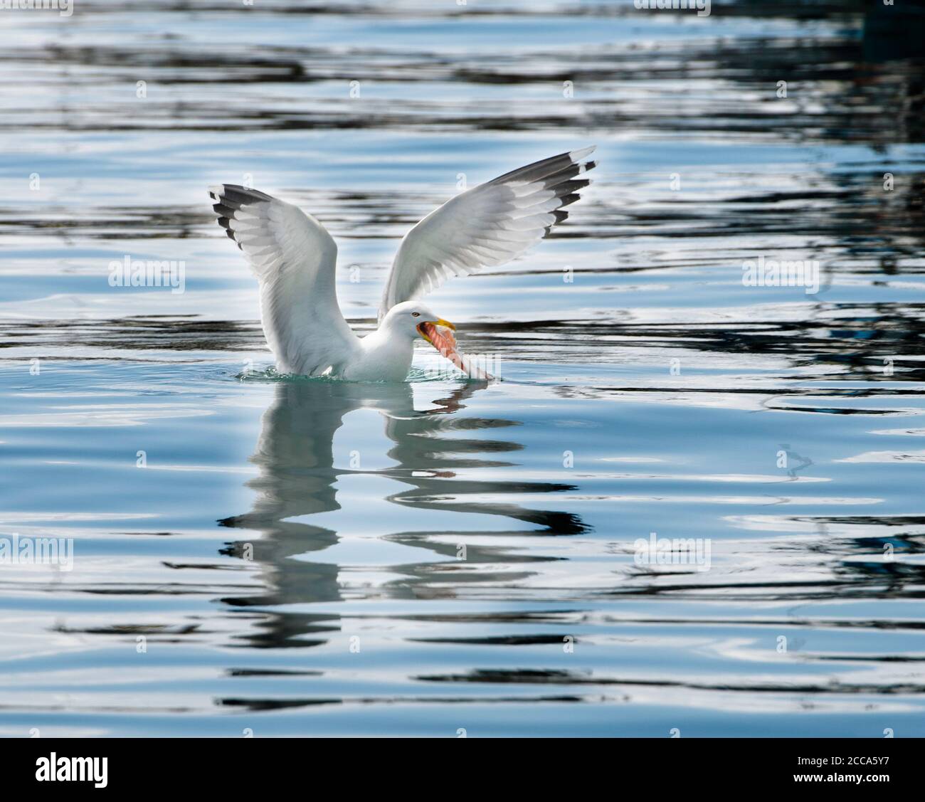 White seagull isolated seagull in blue water background, seagull with ...