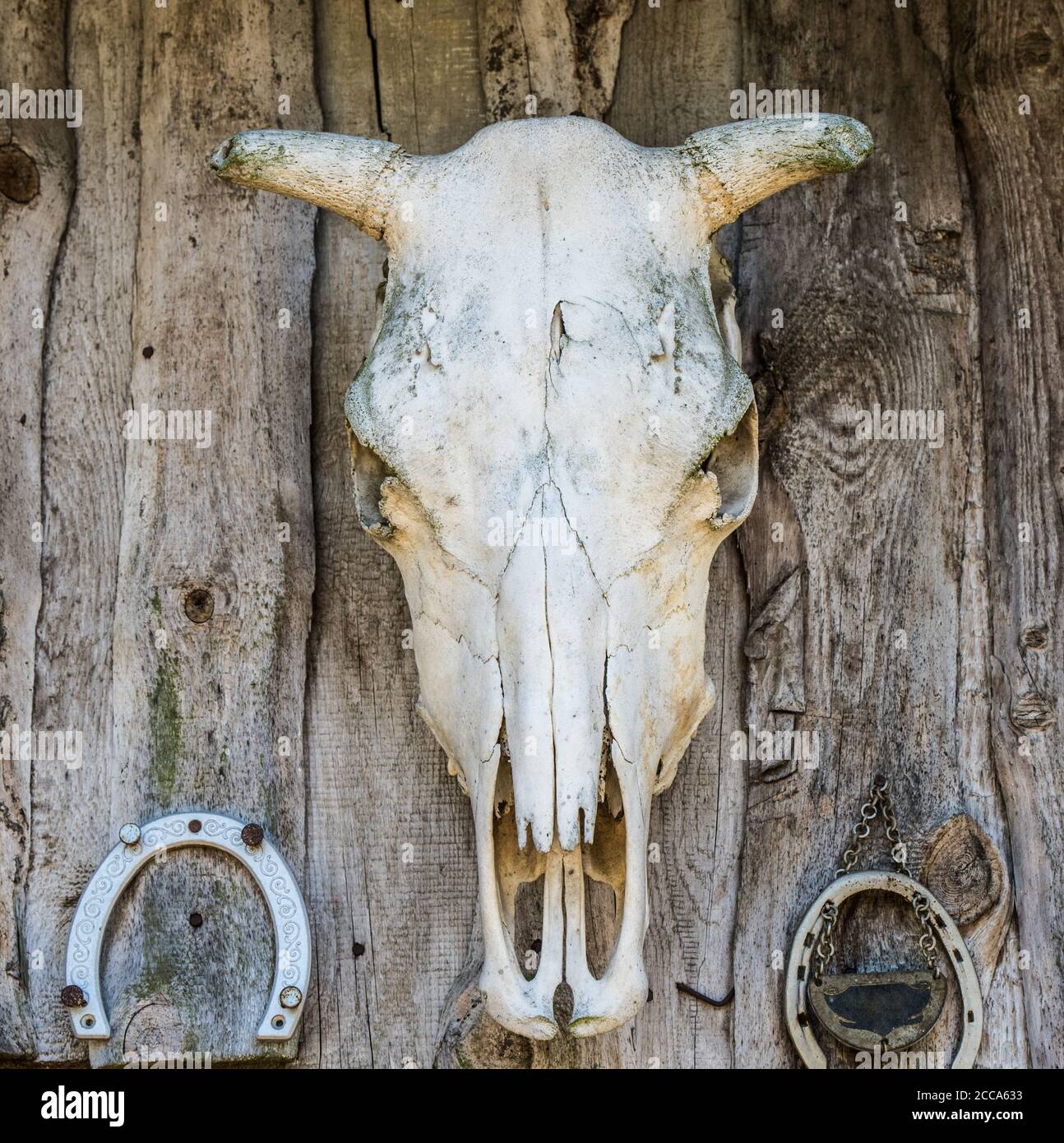 Cow horn texture hi-res stock photography and images - Alamy