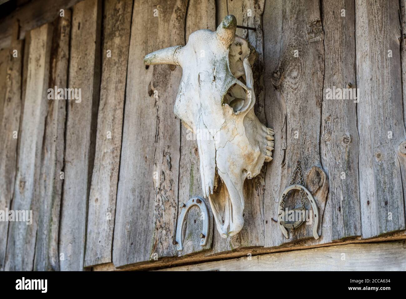 Cow horn texture hi-res stock photography and images - Alamy