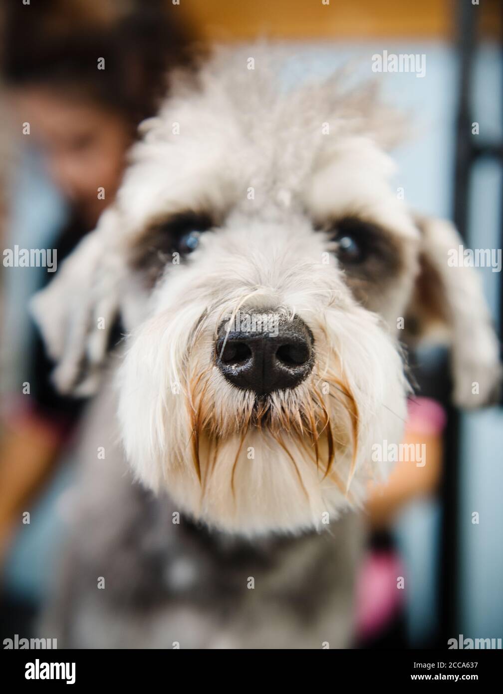Dogs face hi-res stock photography and images - Alamy