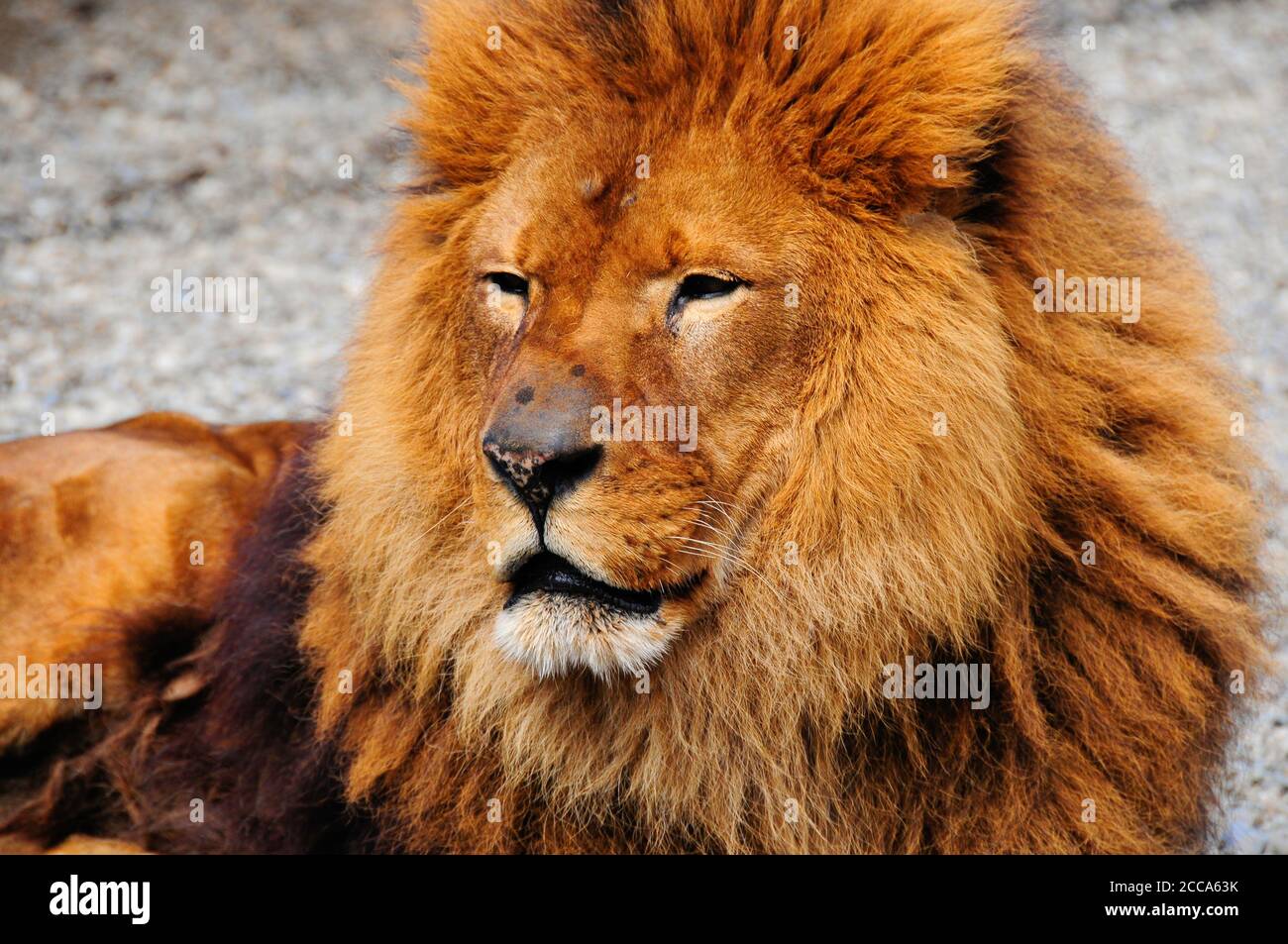 Male Lion enjoying the sunshine Stock Photo - Alamy