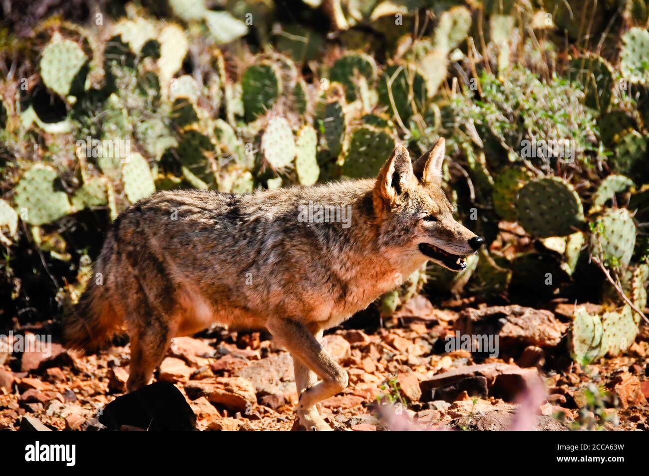 Coyote desert cactus hi-res stock photography and images - Alamy