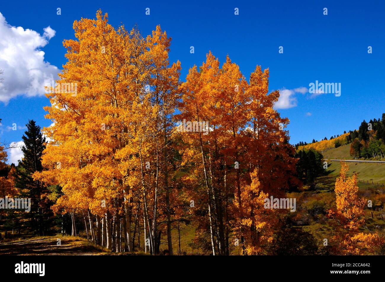 Aspen trees turning golden hi-res stock photography and images - Alamy