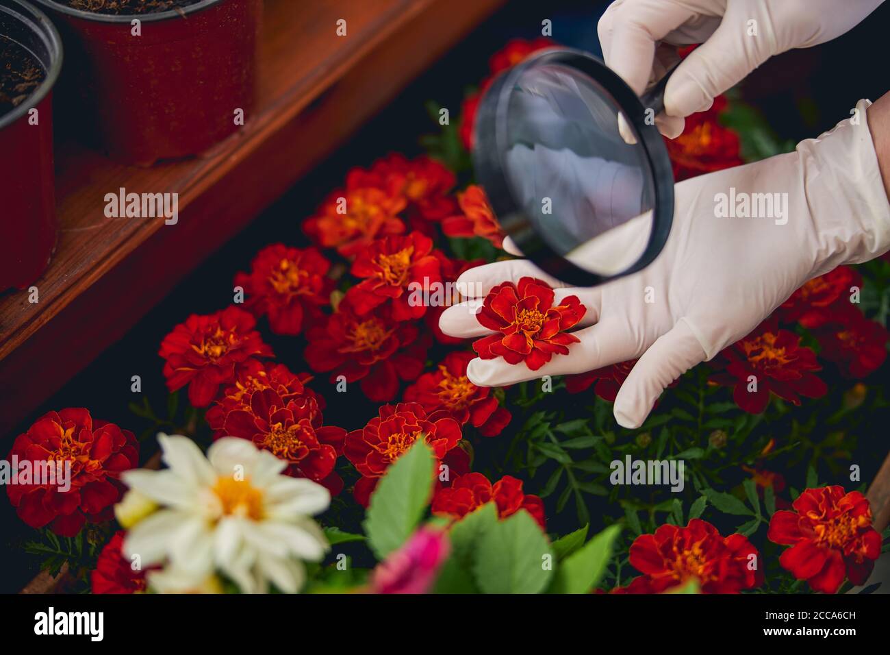 Biological scientist looking at the flower through the lens Stock Photo ...