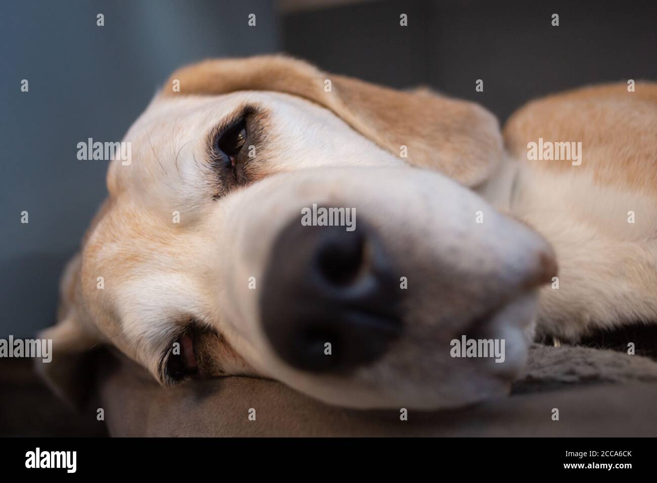 Labrador half breed hi-res stock photography and images - Alamy