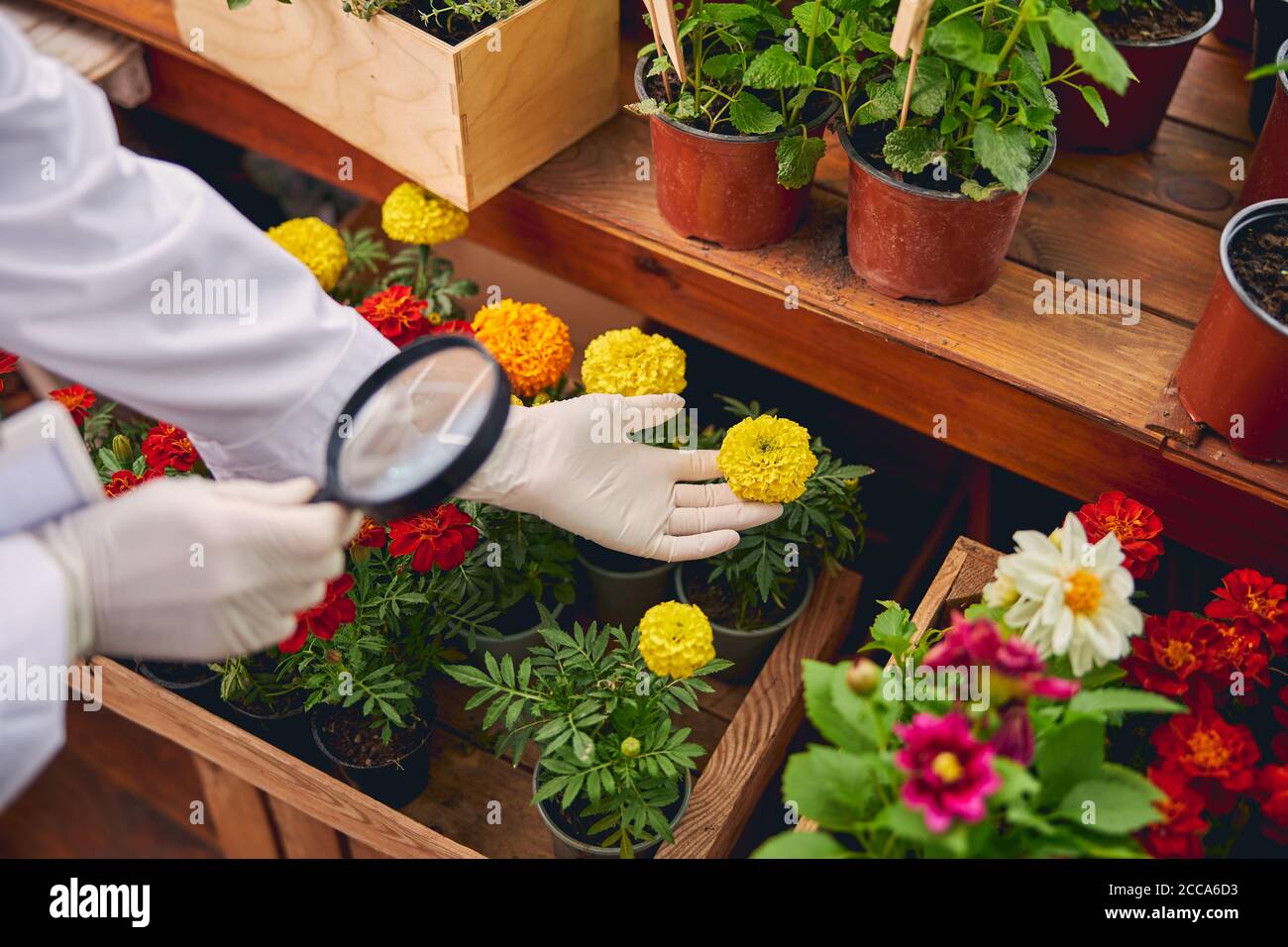 Botanist in latex gloves hi-res stock photography and images - Alamy