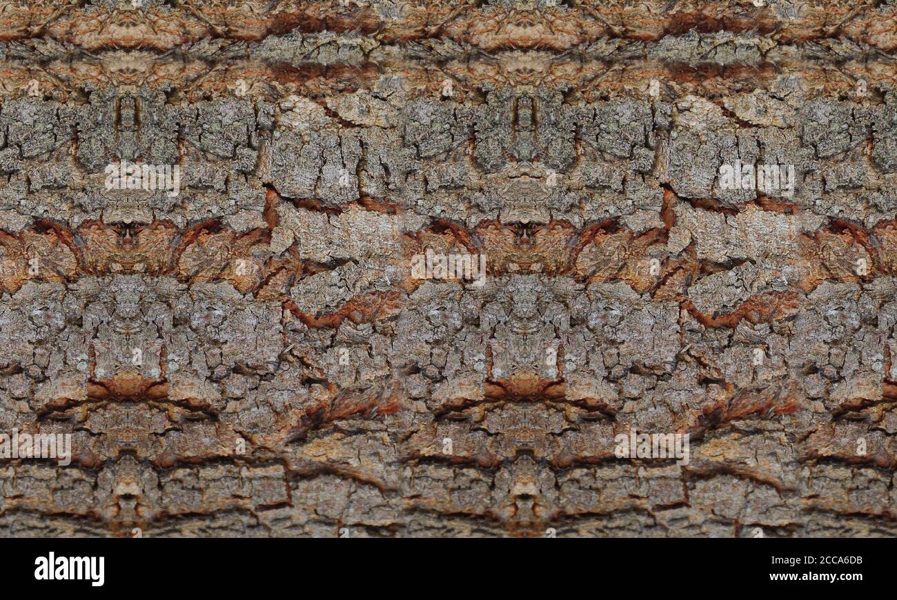 Wood shell hi-res stock photography and images - Alamy