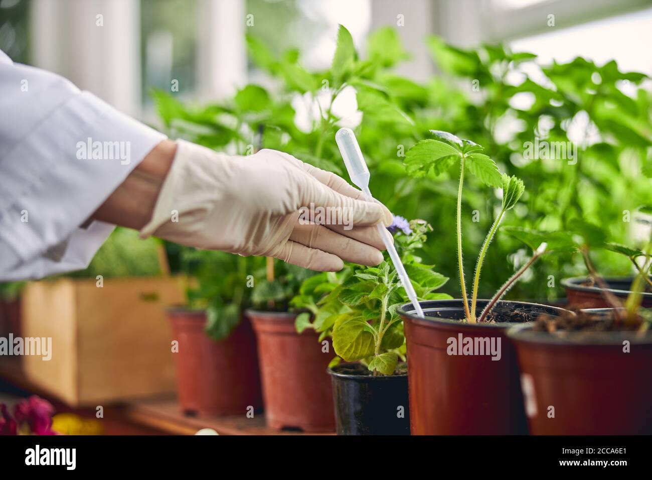 Female botanist conducting scientific research in a laboratory Stock ...