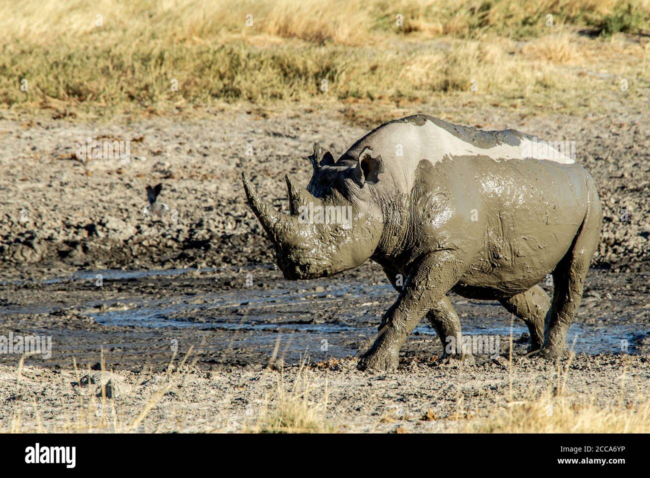Black rhino emerging from a mud wallow on the Etosha plains Stock Photo ...