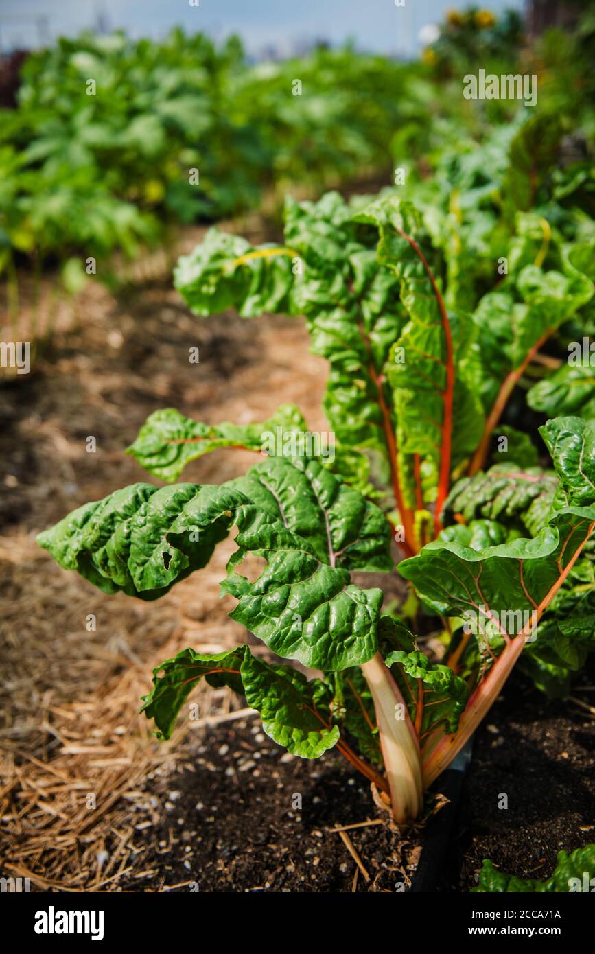 Chard growing at garden organic hi-res stock photography and images - Alamy