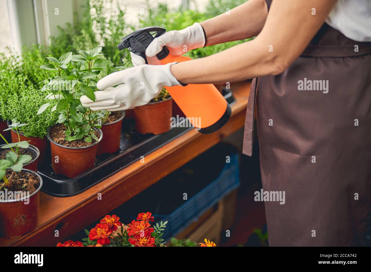 Female nursery worker taking care of seedlings Stock Photo - Alamy
