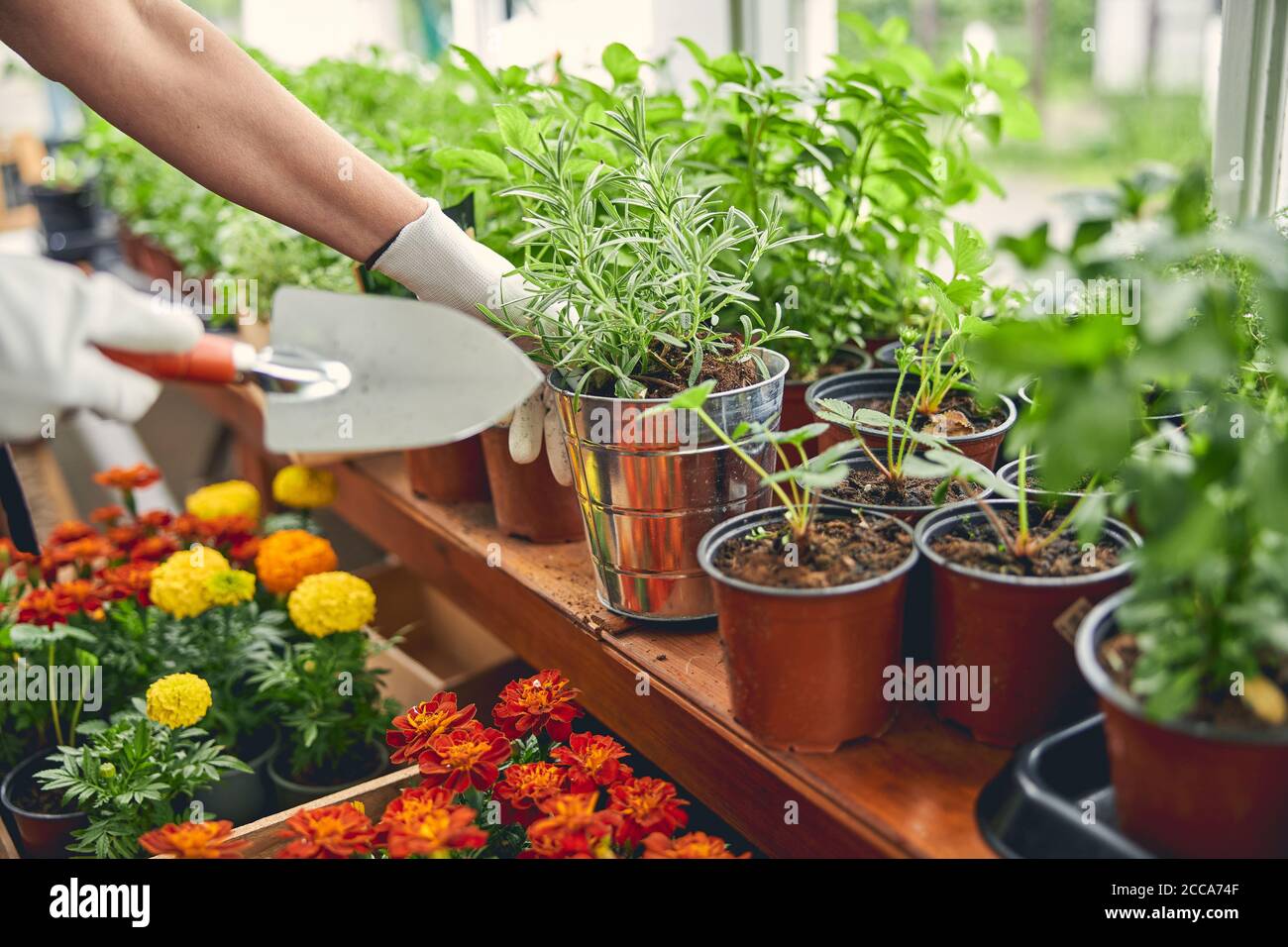 Replanting herbs hi-res stock photography and images - Alamy