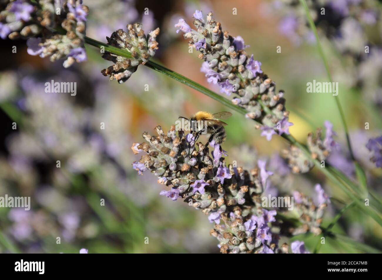 Lavender pollen hi-res stock photography and images - Alamy