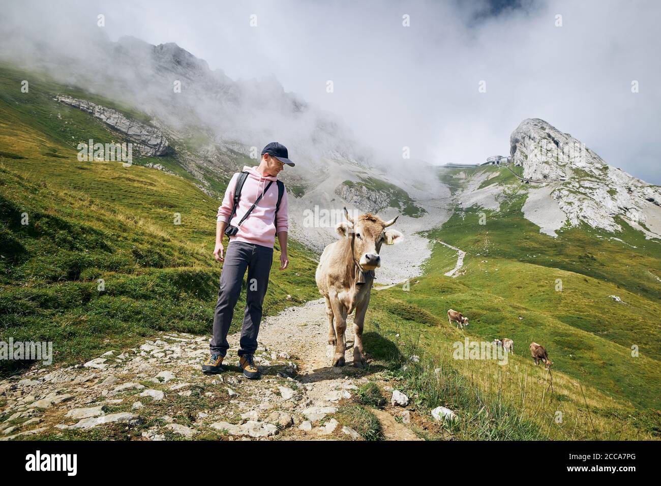 Young man walking with swiss cow on mountain footpath. Mount Pilatus ...