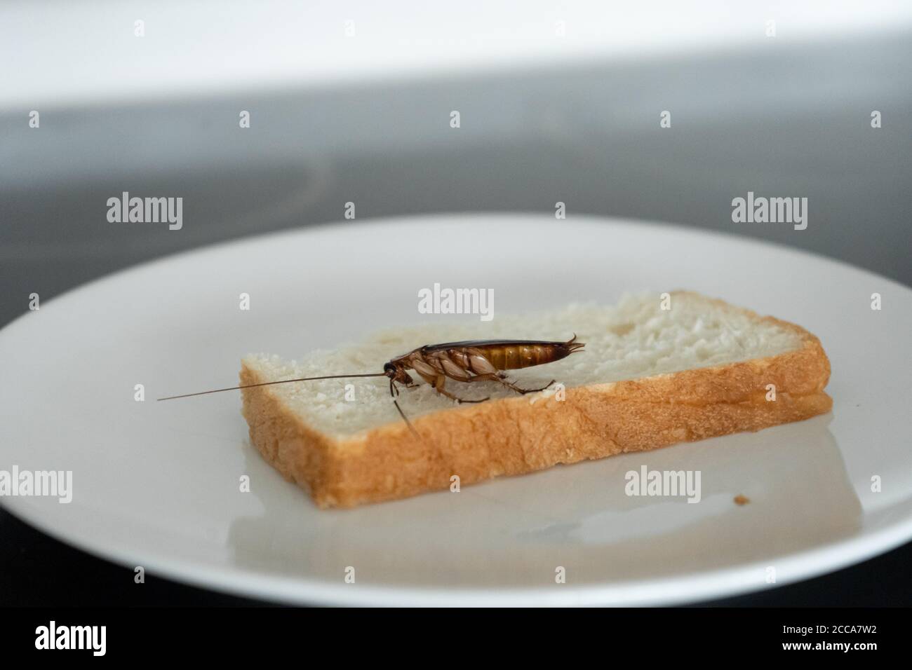 A cockroach is sitting on a piece of bread in a plate in the kitchen ...