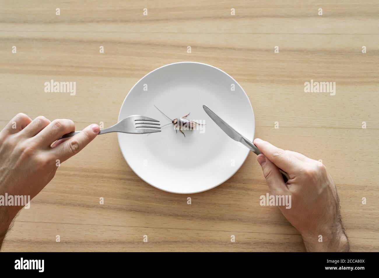 Eating Cockroach High Resolution Stock Photography and Images - Alamy