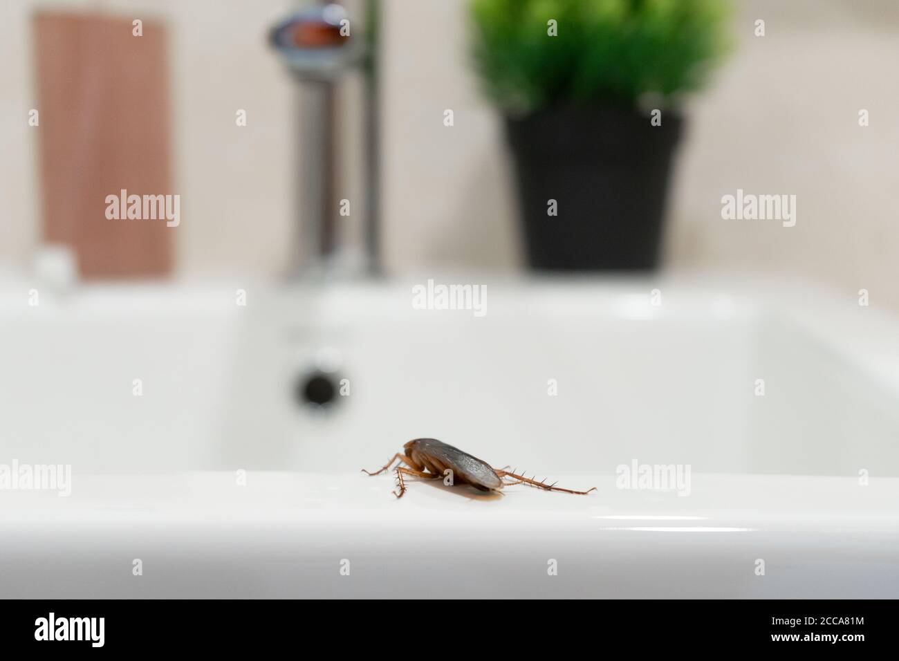 Cockroach in the bathroom on the sink. The problem with insects Stock ...