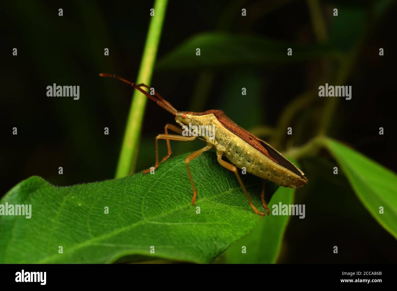 Shield bug perched leaf hi-res stock photography and images - Alamy