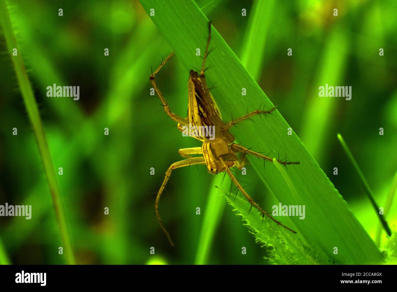 A lynx spider (oxyopes javanus) crawling on green grass Stock Photo - Alamy