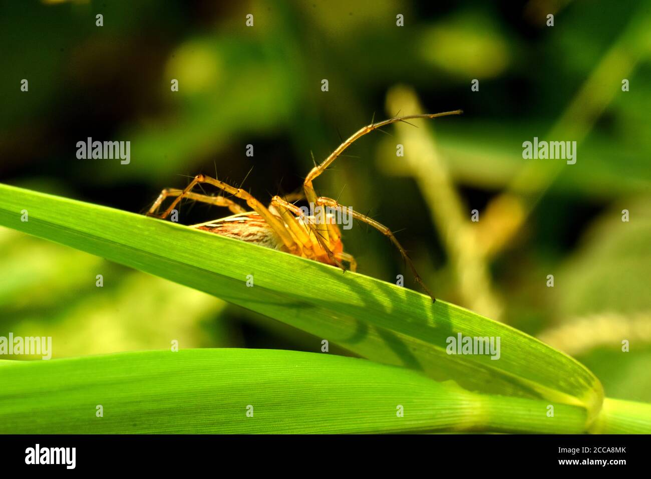 A lynx spider (oxyopes javanus) crawling on green grass Stock Photo - Alamy