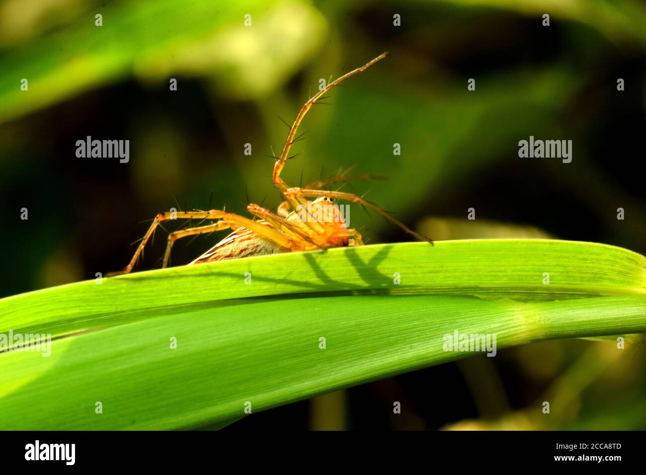 A lynx spider (oxyopes javanus) crawling on green grass Stock Photo - Alamy