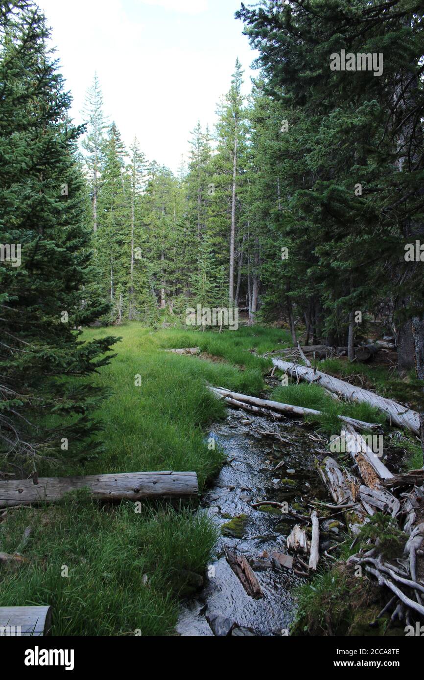 stream running through a forest in Nevada's Great Basin National Park ...