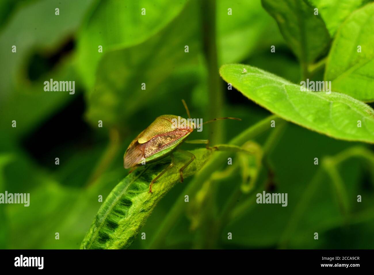 An Oriental stink bug crawling among green foliage. Plautia stali Stock ...