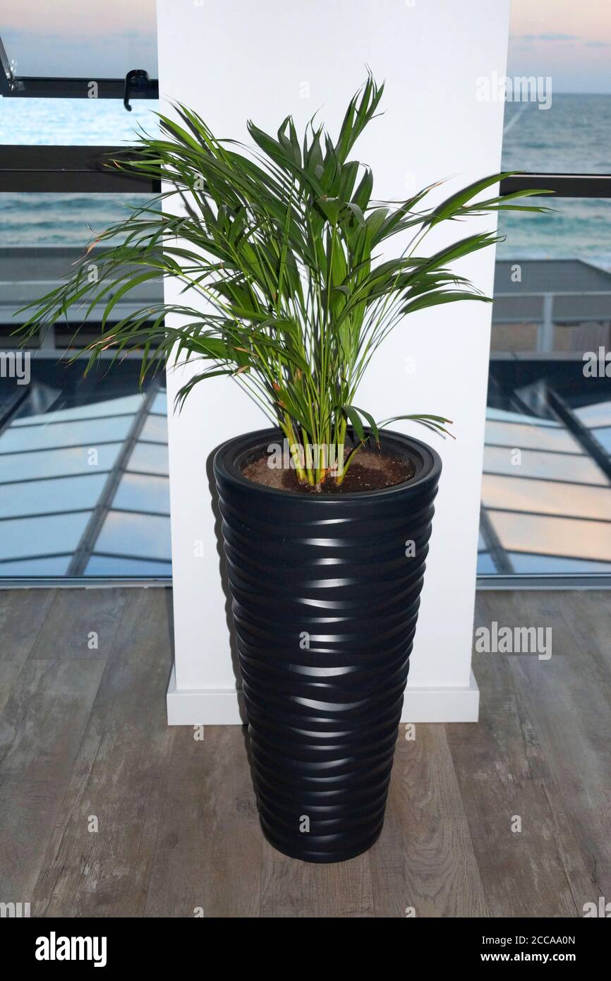 Palm tree in planter hi-res stock photography and images - Alamy