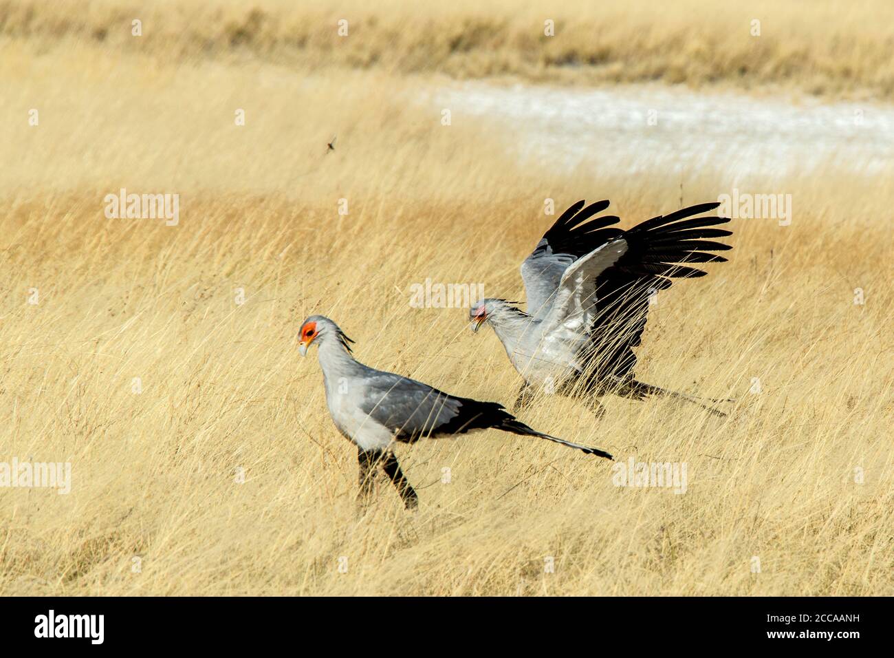 A pair of Secretary birds hunting in the long savanna grass at the edge ...