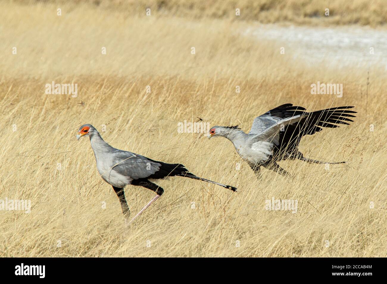 Secretary bird hunting hi-res stock photography and images - Alamy