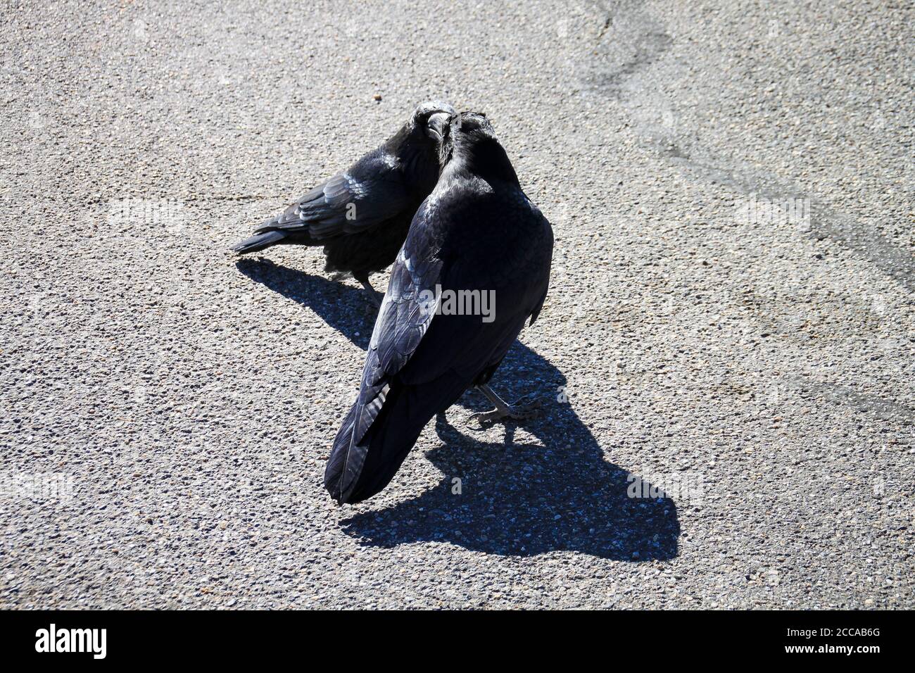 Crow on pavement hi-res stock photography and images - Alamy