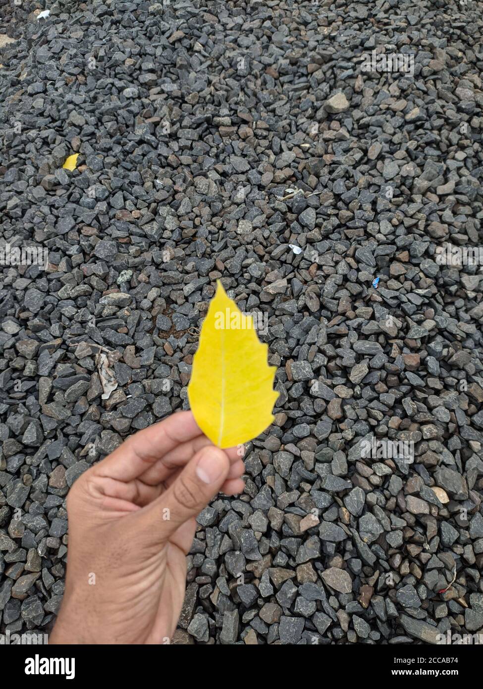 Yellow leaf with solid rock background Stock Photo - Alamy