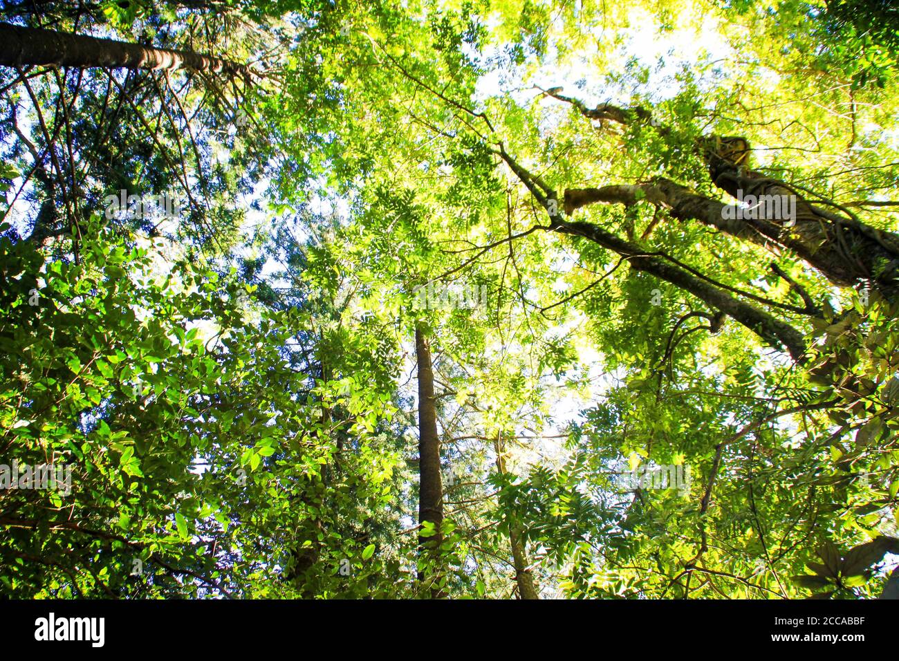 Gondwana rainforests of australia hi-res stock photography and images ...