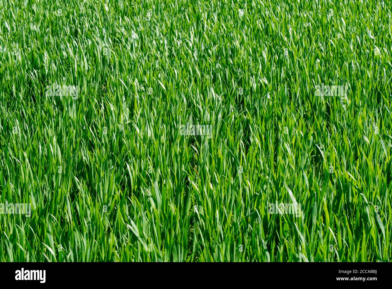 Green grass background texture. Element of design Stock Photo - Alamy